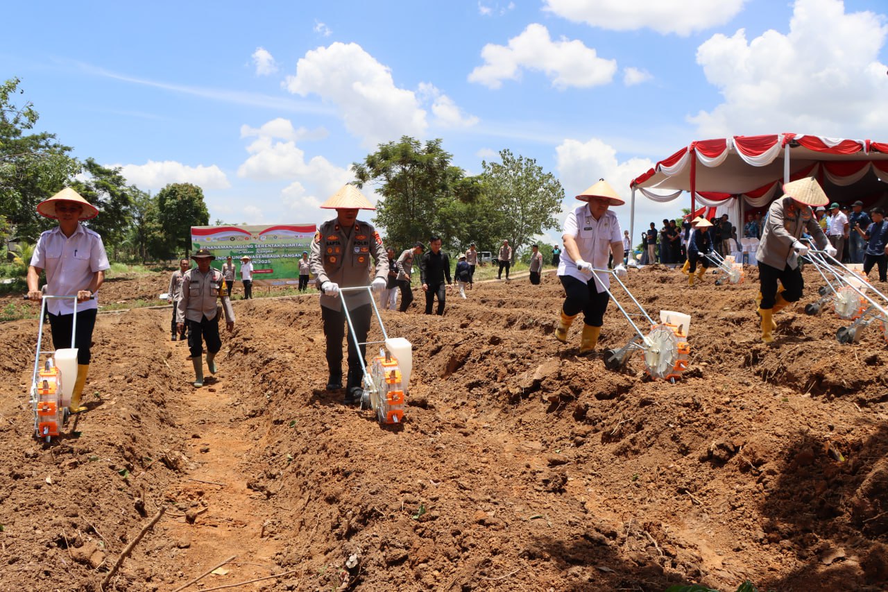 Penanaman Jagung Serentak Kuartal Iv Dukung Swasembada Pangan Nasional